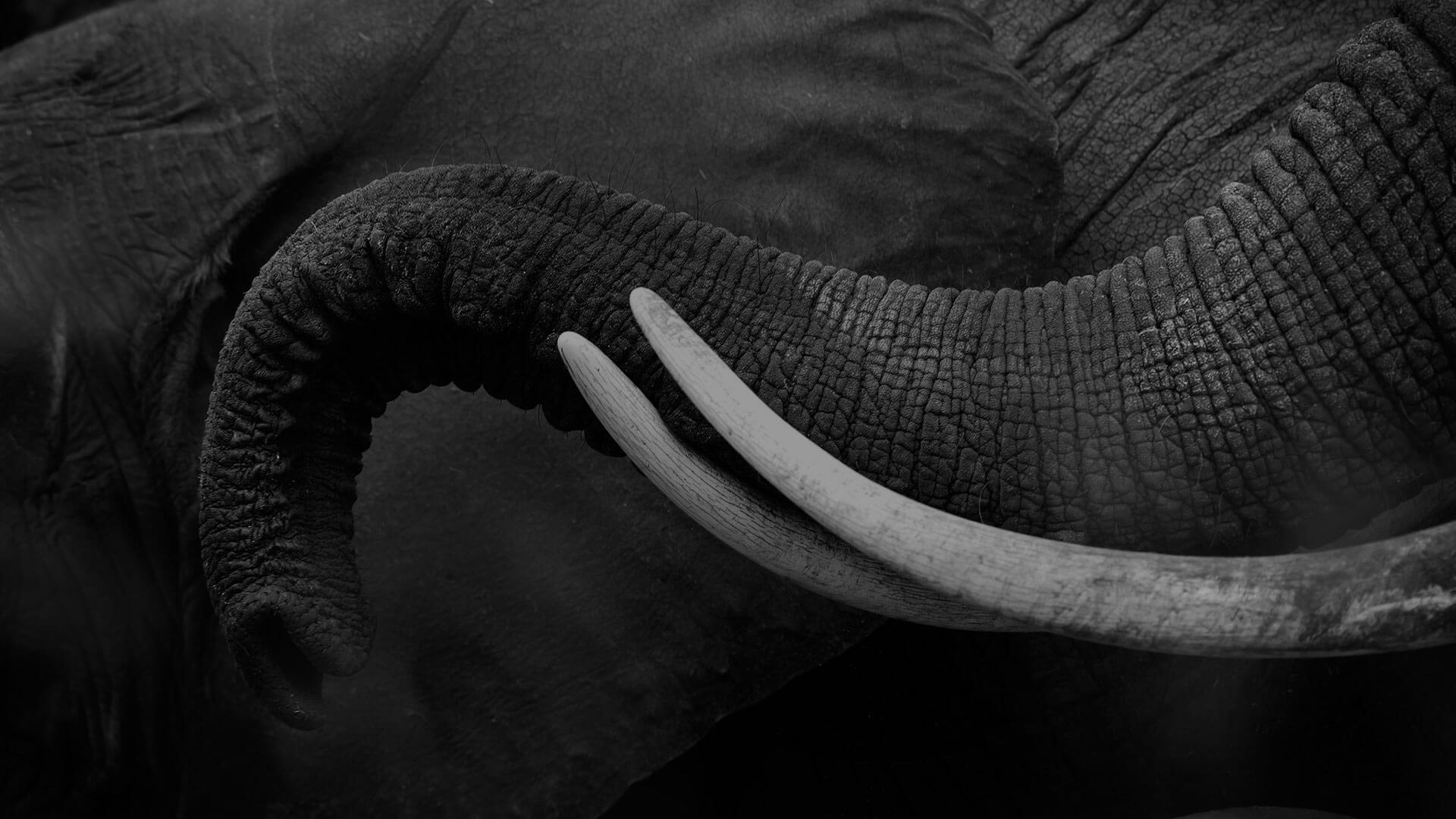 The Best Of Nikon Live Conservation And Wildlife the-best-of-nikon-live-conservation-and-wildlife